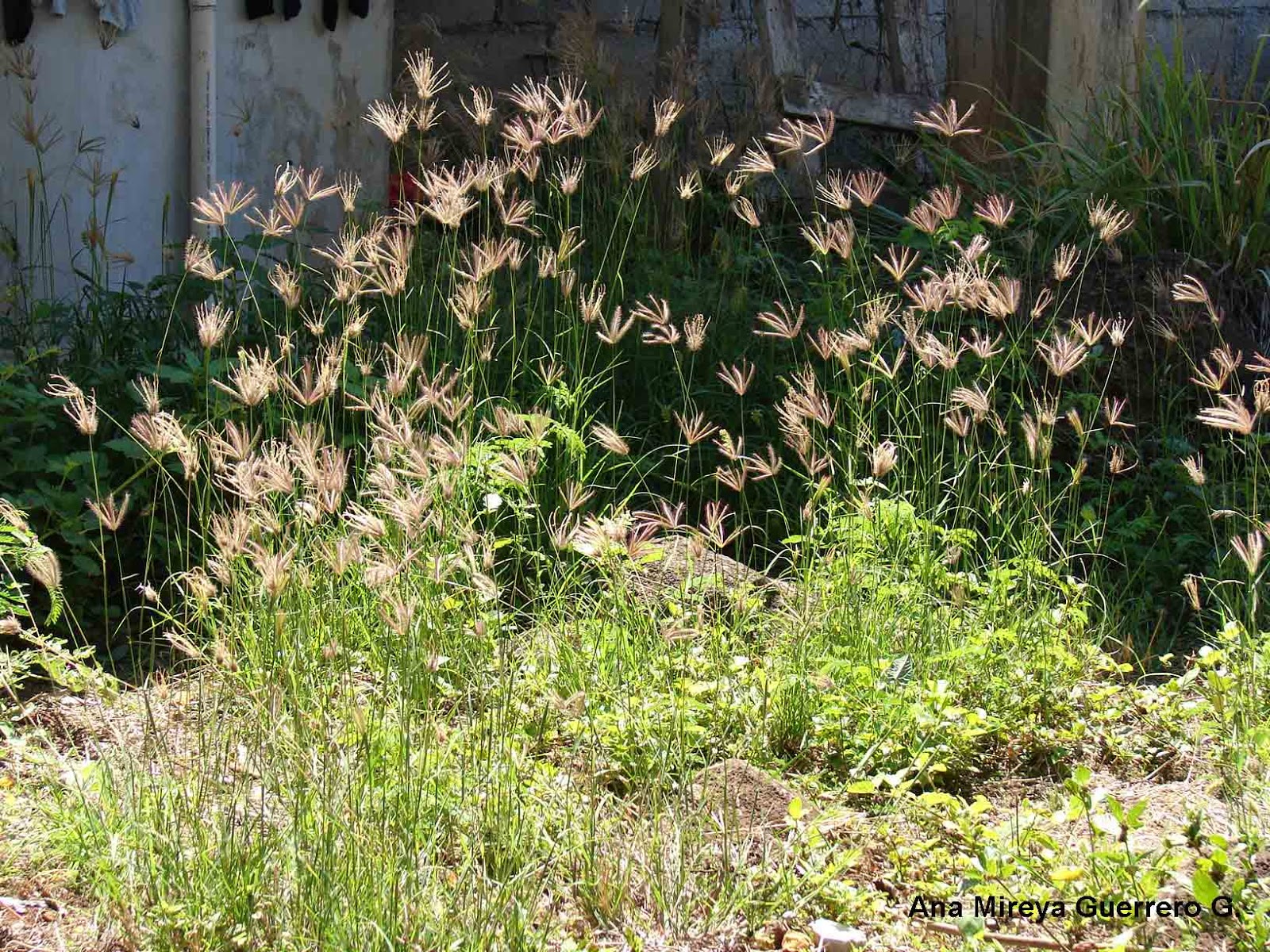 Ecuador: personajes y especies (Galápagos y Continente): Plantas ...
