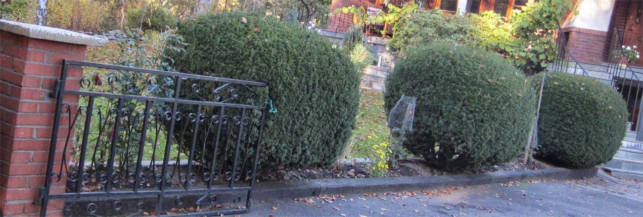 Topiary, formklippning av buskar, träd: Idekransklot