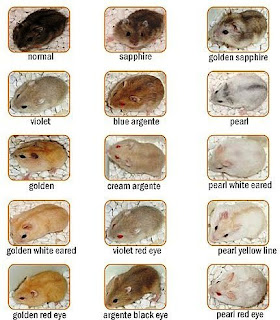 the ROVER: JENIS-JENIS HAMSTER DAN KARAKTERNYA