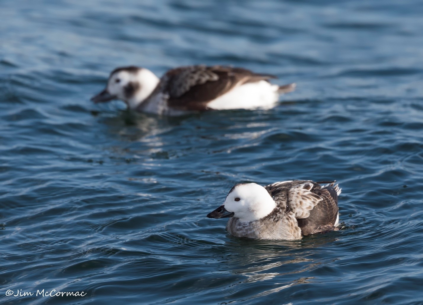 Ohio Birds and Biodiversity: The "oldsquaws" of Lake Ontario