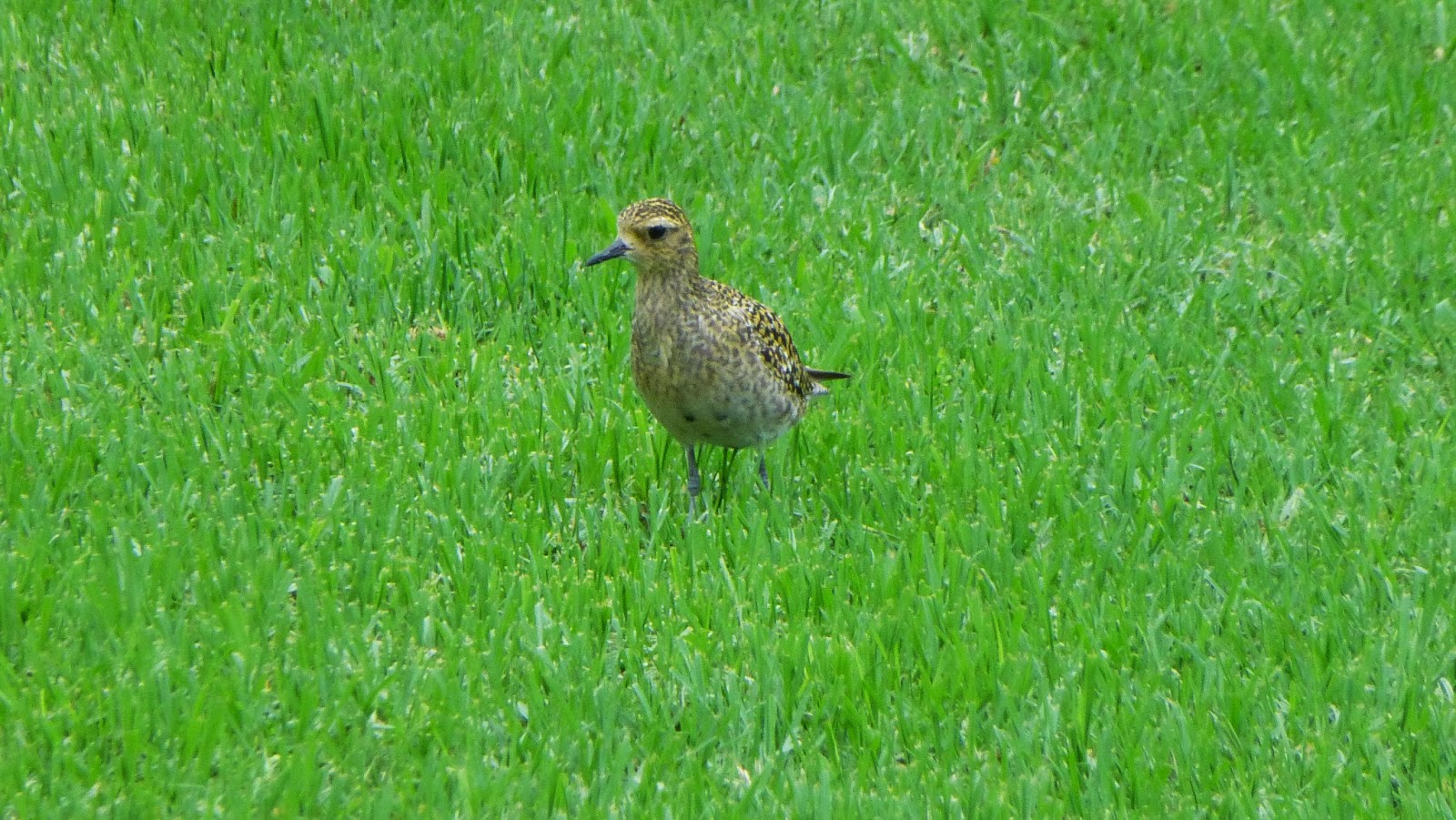 Feathers Fur and Flowers: Pacific Golden-Plover or Kolea