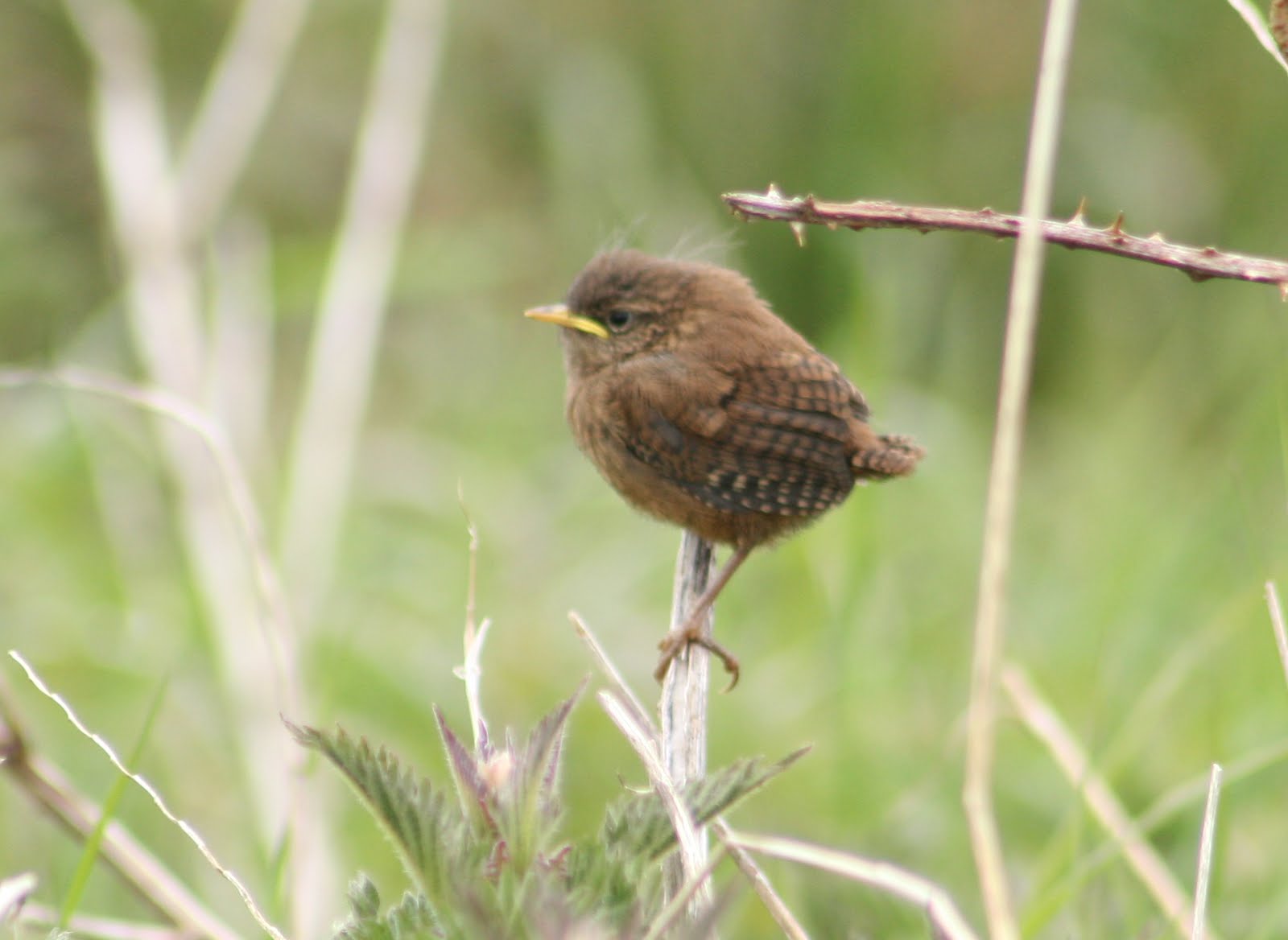 A life at the shoreline. .. by Jeff Copner : Wren family
