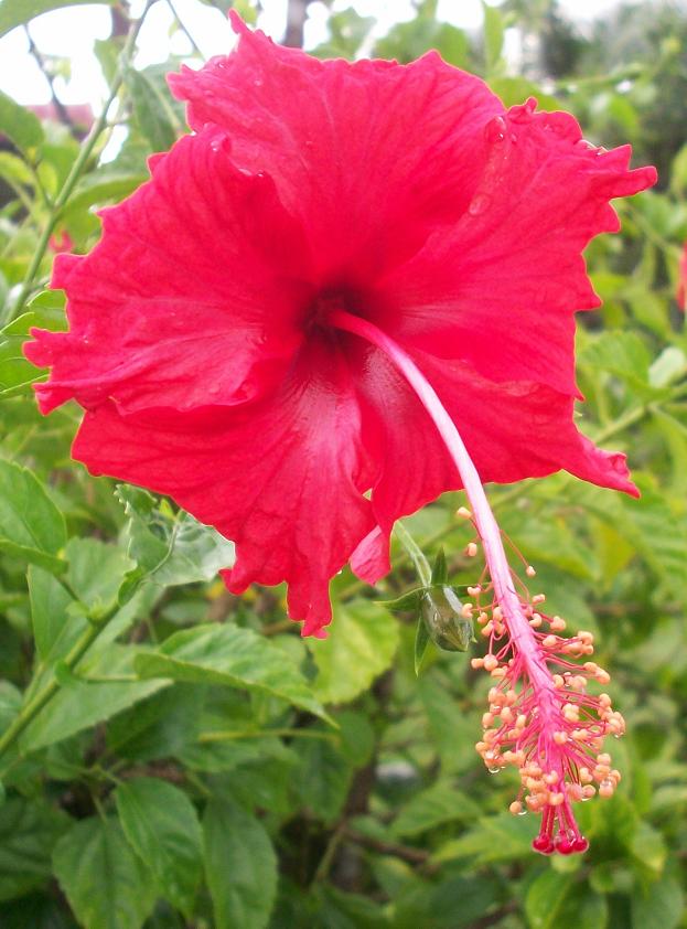 20+ Top Ide Pokok Bunga Raya