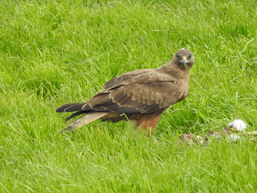 photographing New Zealand: Harrier Hawk