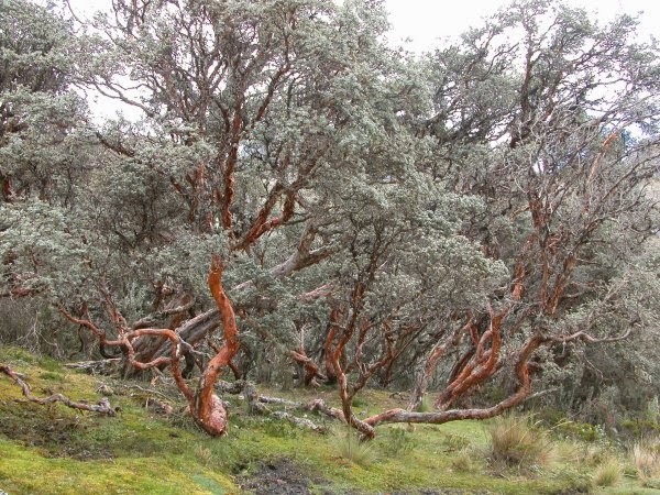 Reforestation and the Medicinal Uses of Trees -Liliana Usvat Research ...