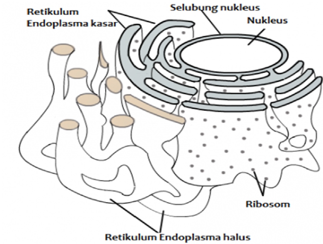All about Biology: Makalah Retikulum Endoplasma & Ribosom
