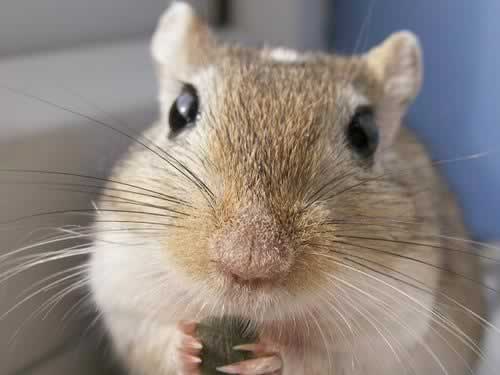 Hamster Talk!: GERBIL WEEK: Body Language