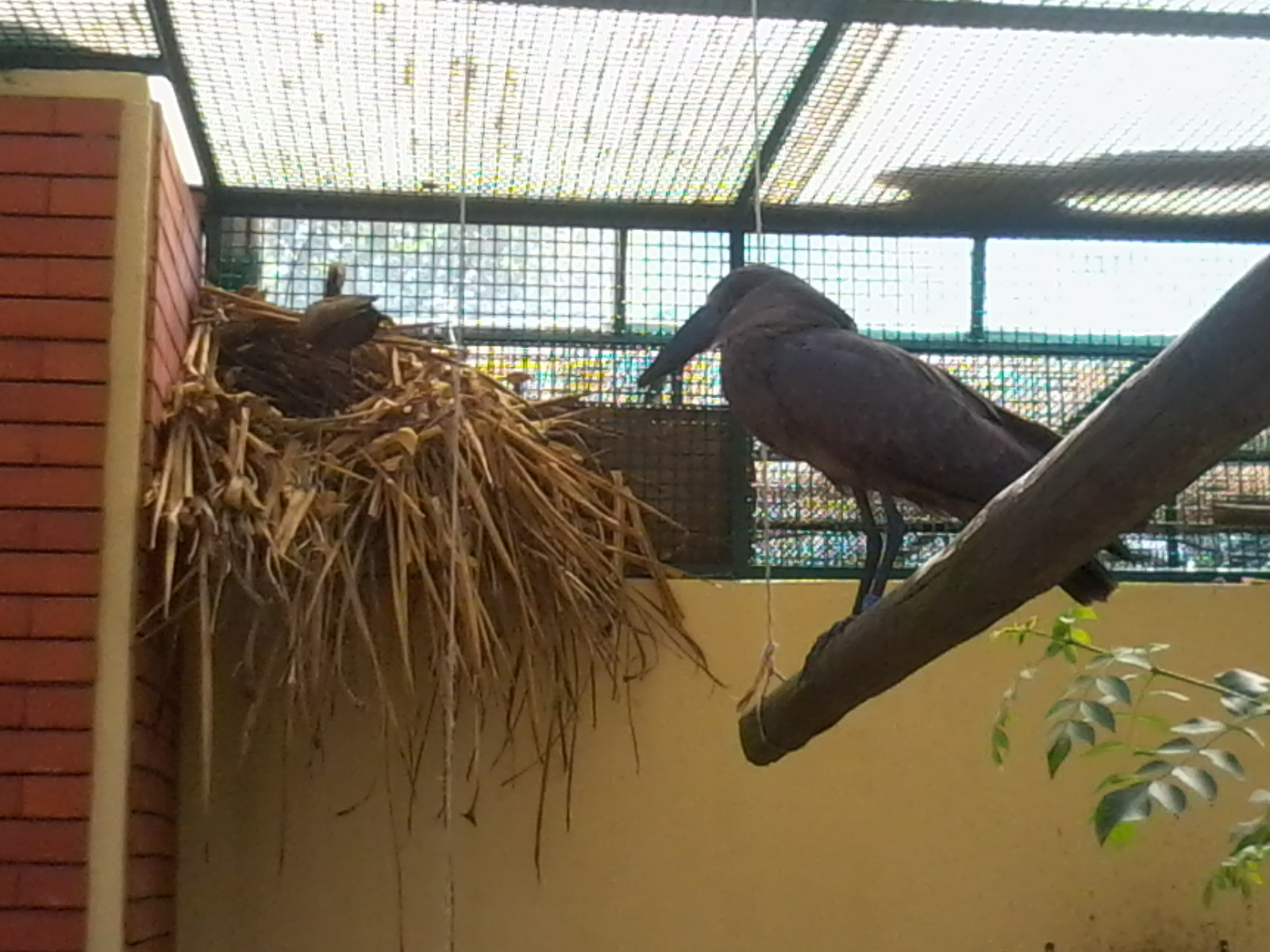 Cantinho dos Passarinhos: Aves do zoo de Lisboa