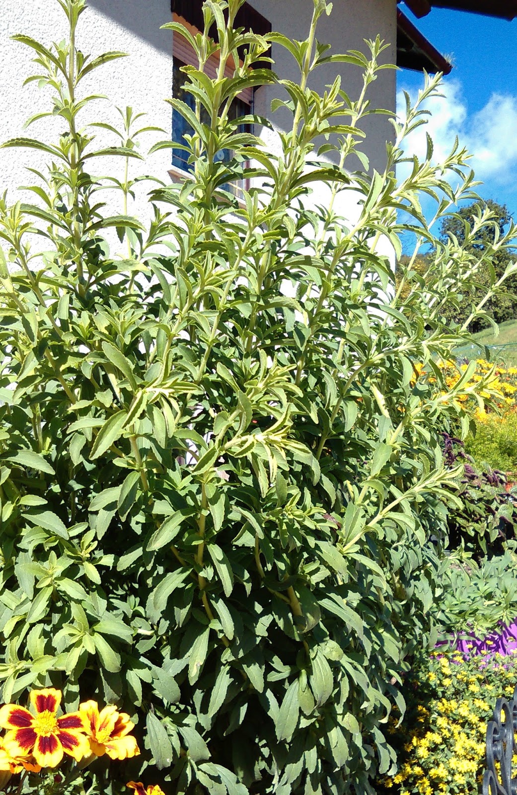 Naturalicious : Stevija (stevia)- Naravno sladilo primerno za diabetike