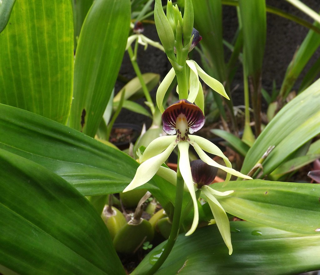 Prosthechea cochleata care and culture | Travaldo's blog