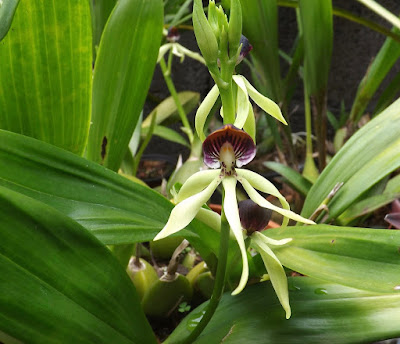 Prosthechea cochleata care and culture | Travaldo's blog