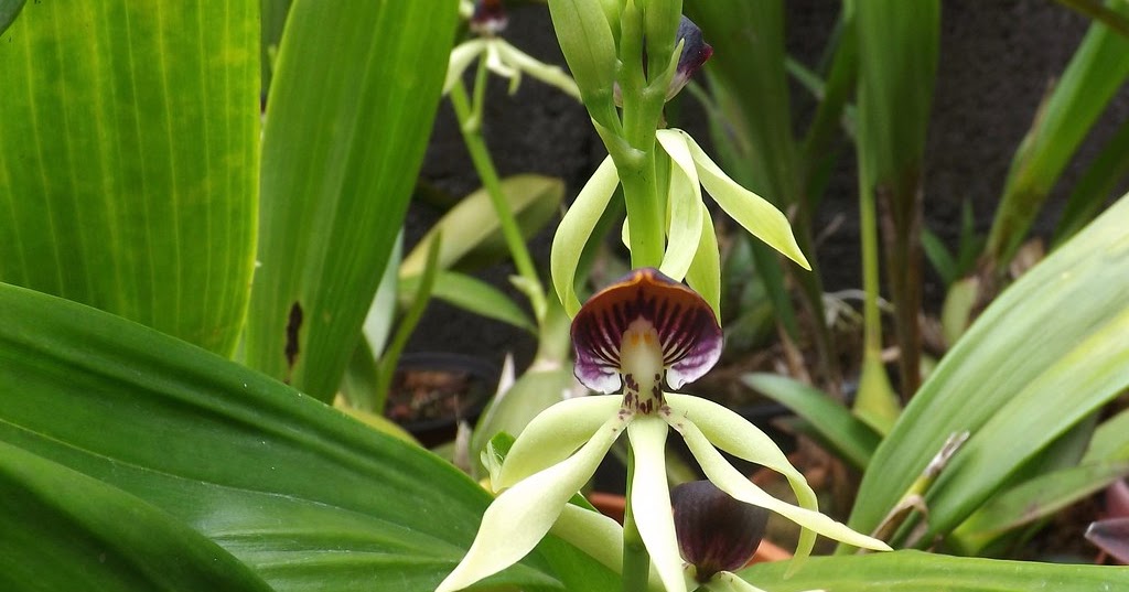 Prosthechea cochleata care and culture | Travaldo's blog