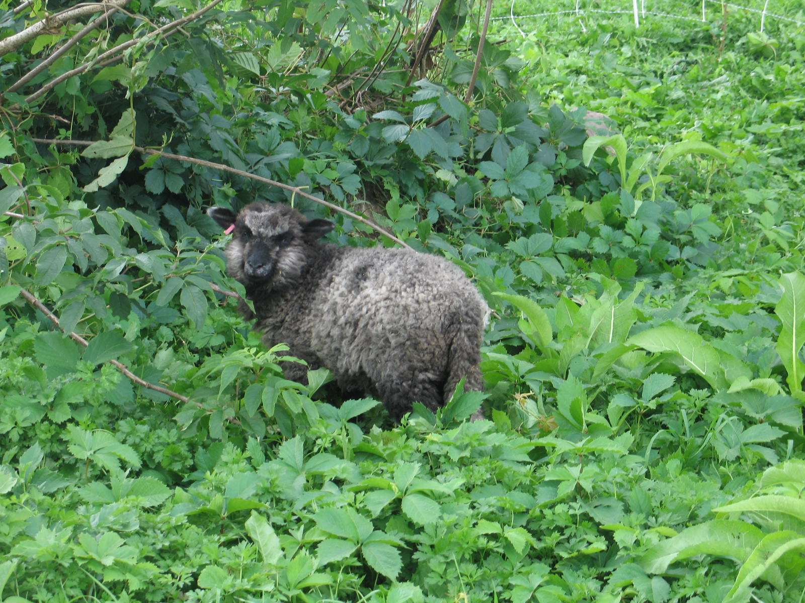 Dispatches from Can of Duck: The Elusive and Mysterious Jungle Sheep of ...