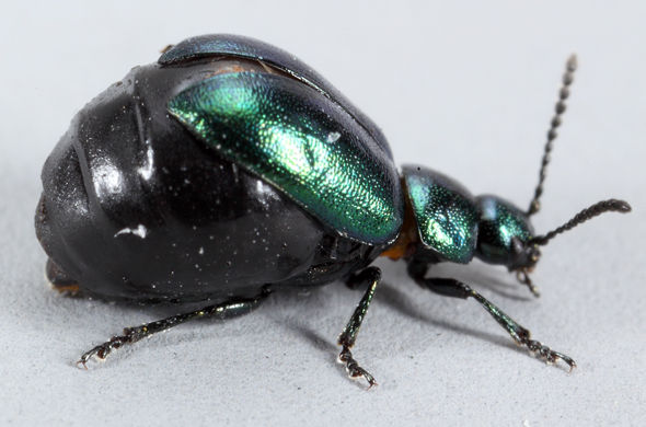 Real Monstrosities: Bulbous, Bulging and Bloated Leaf Beeltes