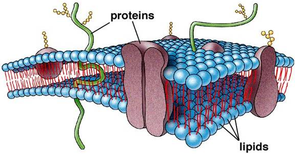 #27 Summary of Cell membrane | Biology Notes for A level
