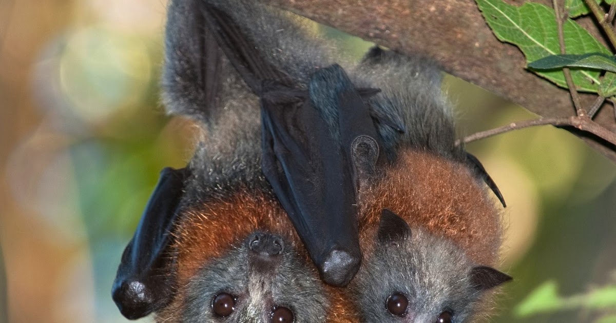 Grey-headed Megabats Flying-foxes Fruit bats