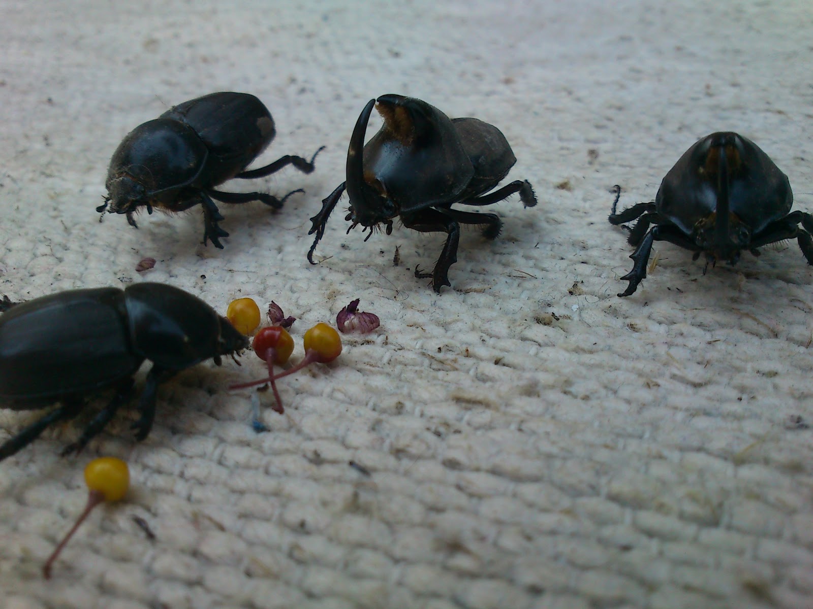 apóstrofe: cascarudos