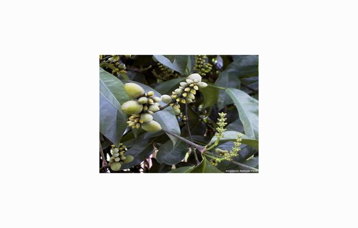 Gymnospermae (Biji Terbuka) : Pengertian, Ciri, Klasifikasi | Markas ...