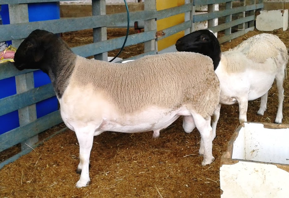 Ovejos Dorper Barquisimeto