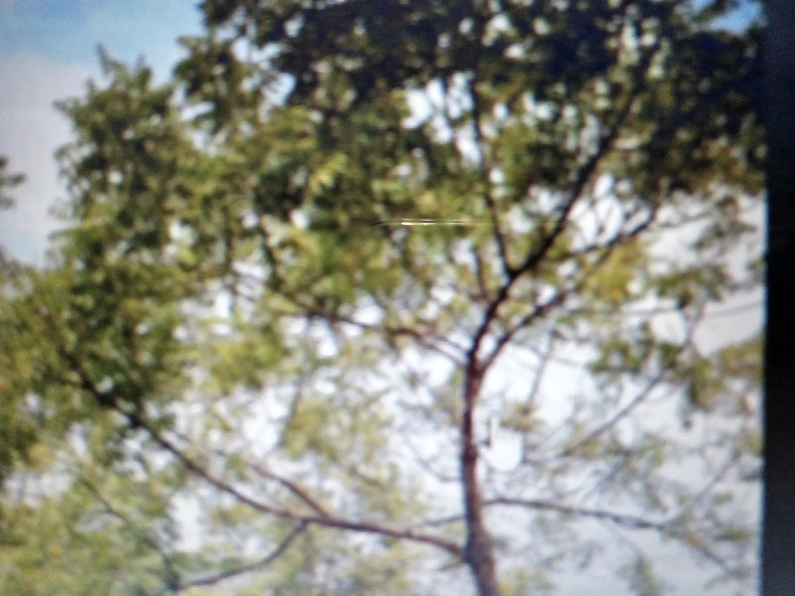 Fuziah Sulaiman blog: Jom kenali Flora Pokok MAMBU - NEEM Tree- Mandian ...