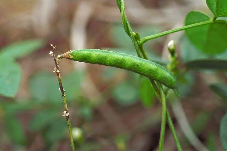 Flora de Puerto Rico Ilustrada Papo Vives: FABOIDEAE TERAMNUS LABIALIS ...