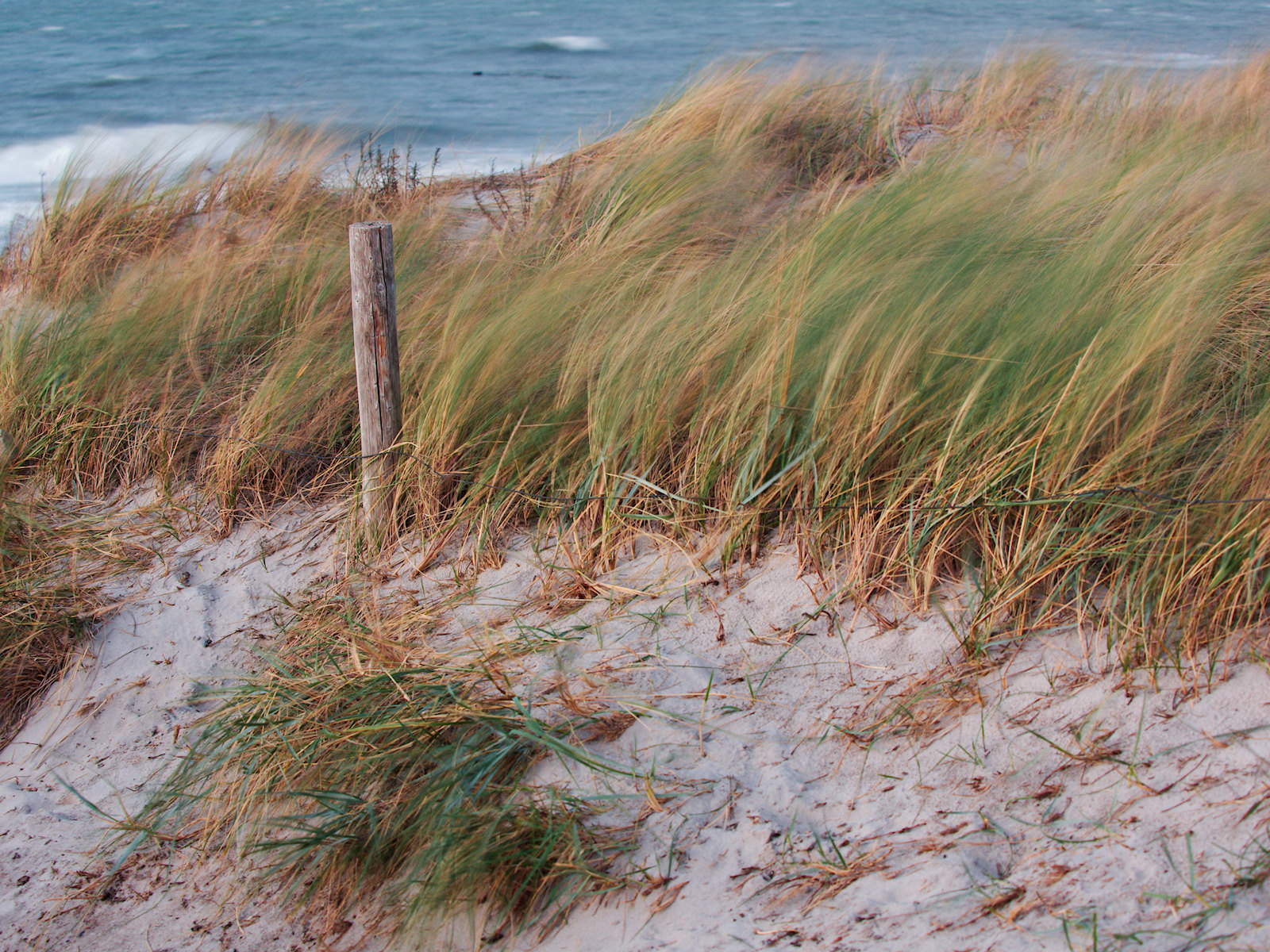 Picofnat: Michael`s Naturfotoblog: Ostseestrand ::: Strandimpressionen ...