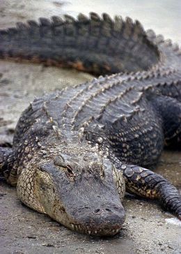 Black Caiman | The Life of Animals