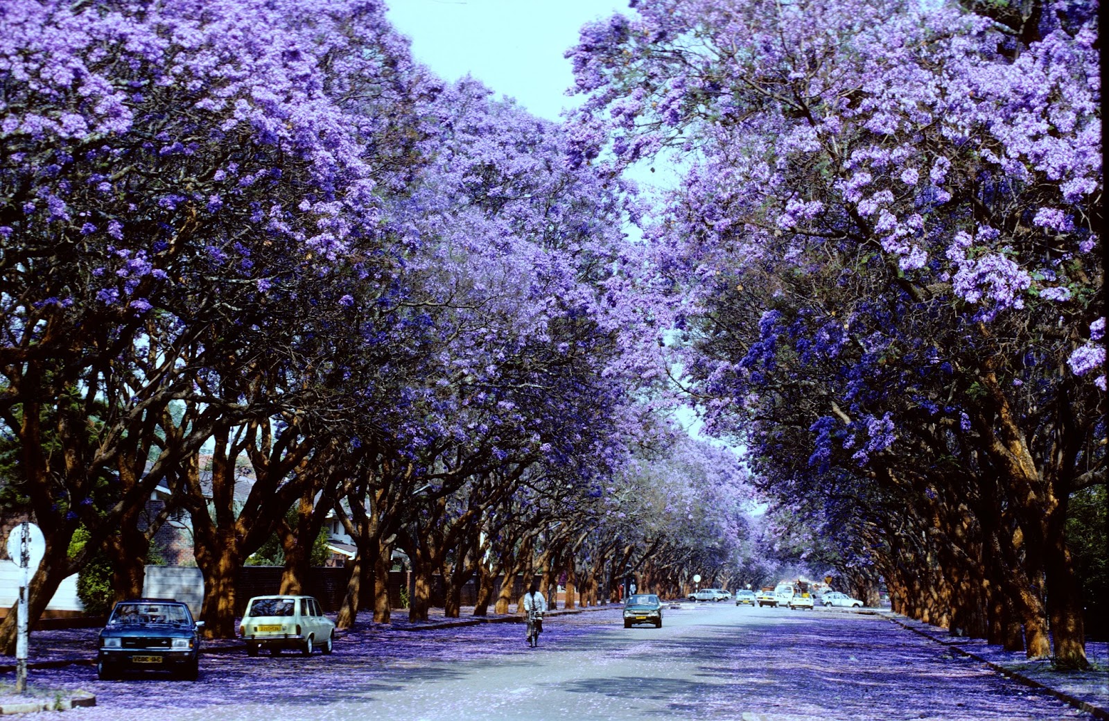 Bert's Travels: Jakaranda Tree