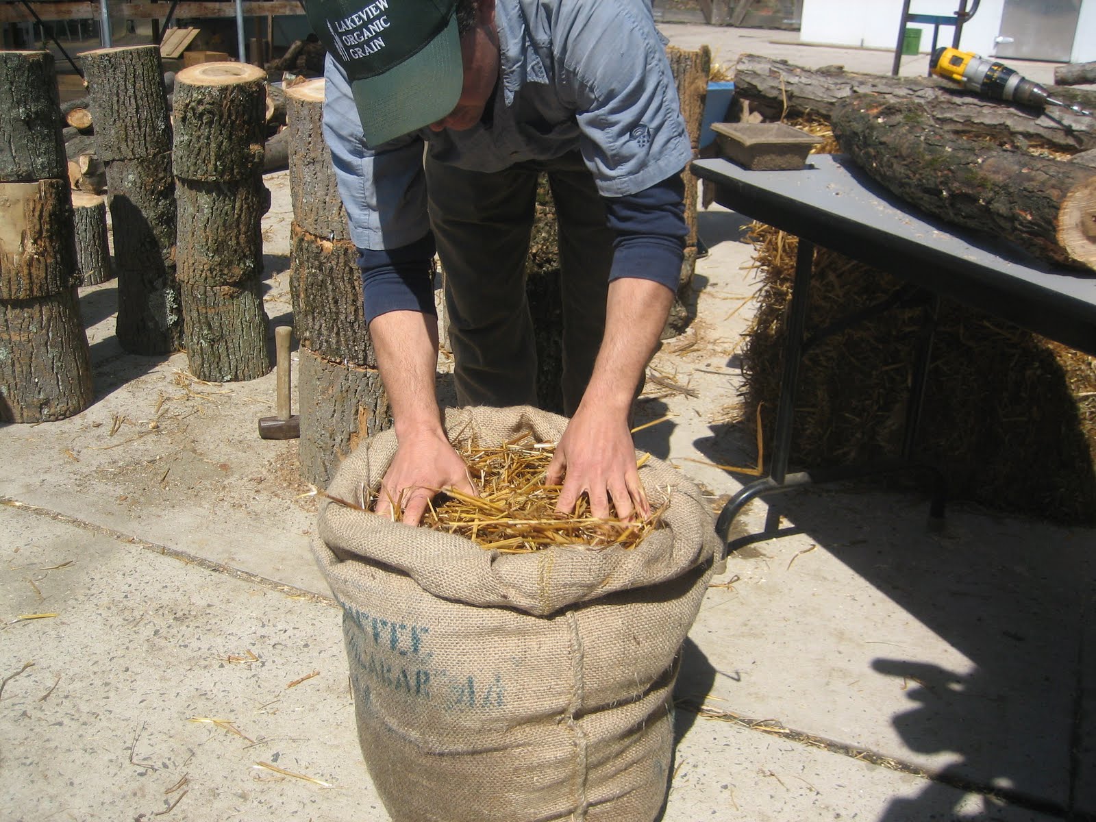 Have You Ever Picked A Carrot?: Hay Is For...Oysters