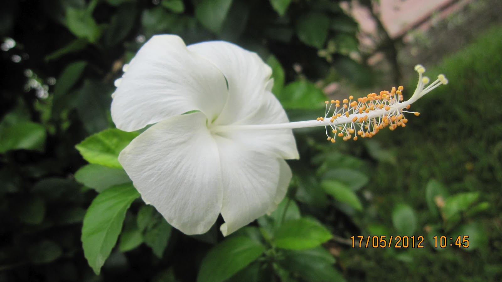 Different Flowers in Bangladesh: Description