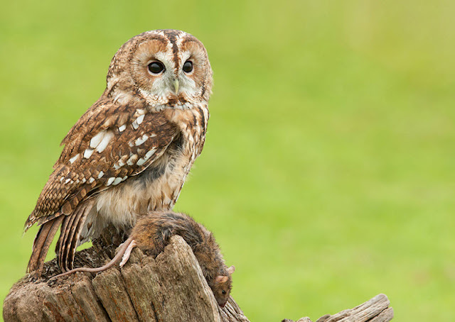 Tawny Owl | The Life of Animals