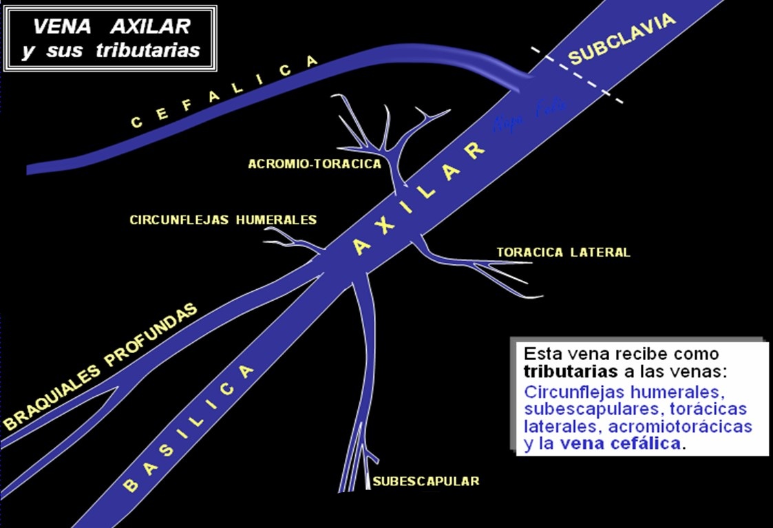 Sistema Circulatorio: Vascularización de la extremidad superior