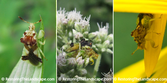 Restoring The Landscape With Native Plants: Insect Diversity ...