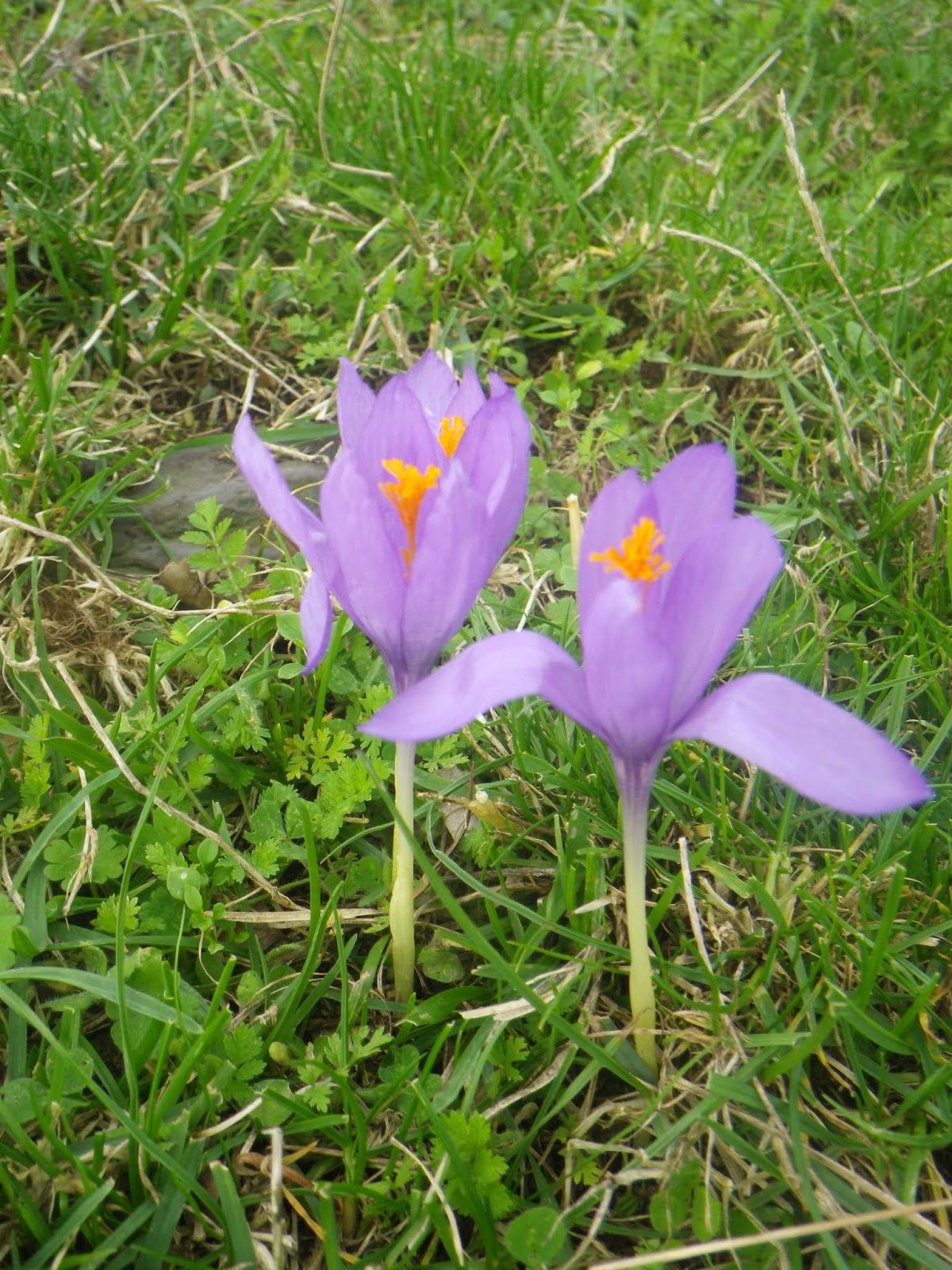 AZAFRAI ZANGARRA: UDAZKENEKO LOREA/ El falso azafrán colorea el otoño
