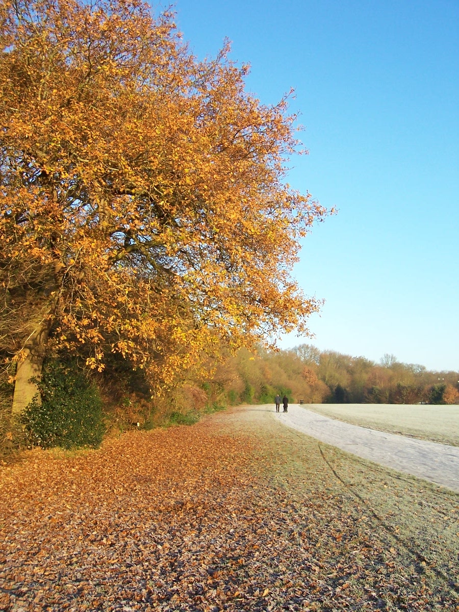 Coventry Trees: Coventry Trees