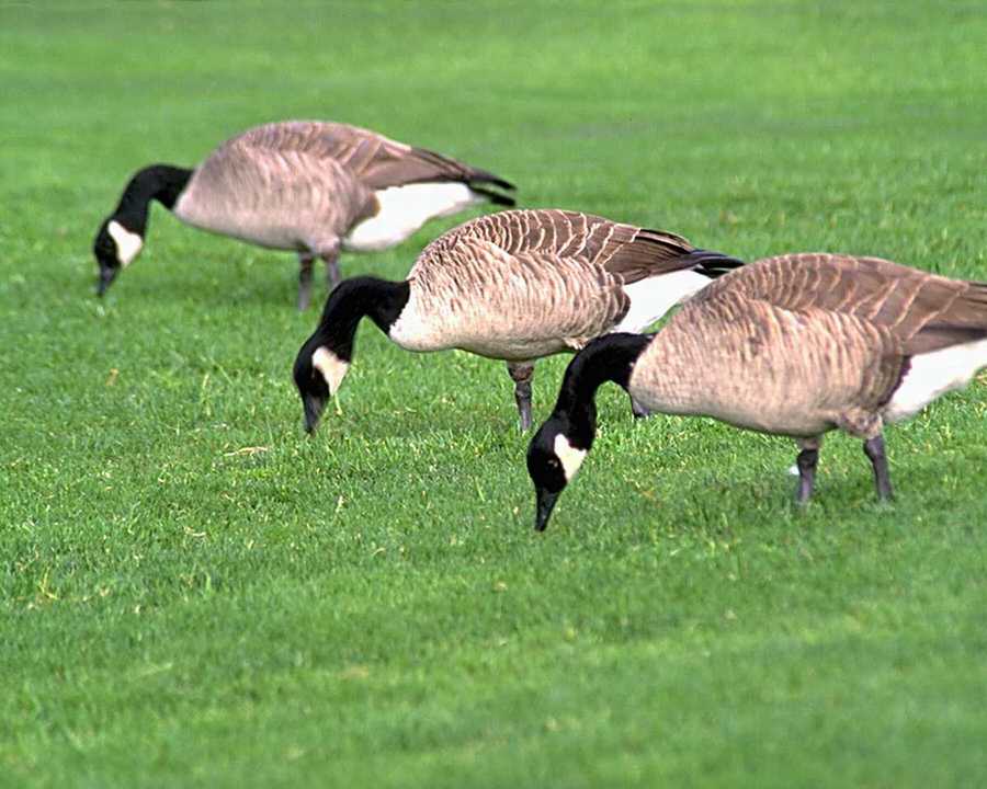 Tao De Dingo: Geese