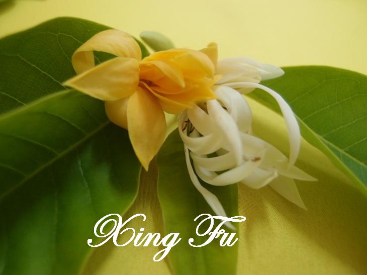 LI NA HERBS: BUNGA CHEMPAKA