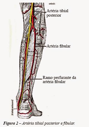 Membros Inferiores: Vasos