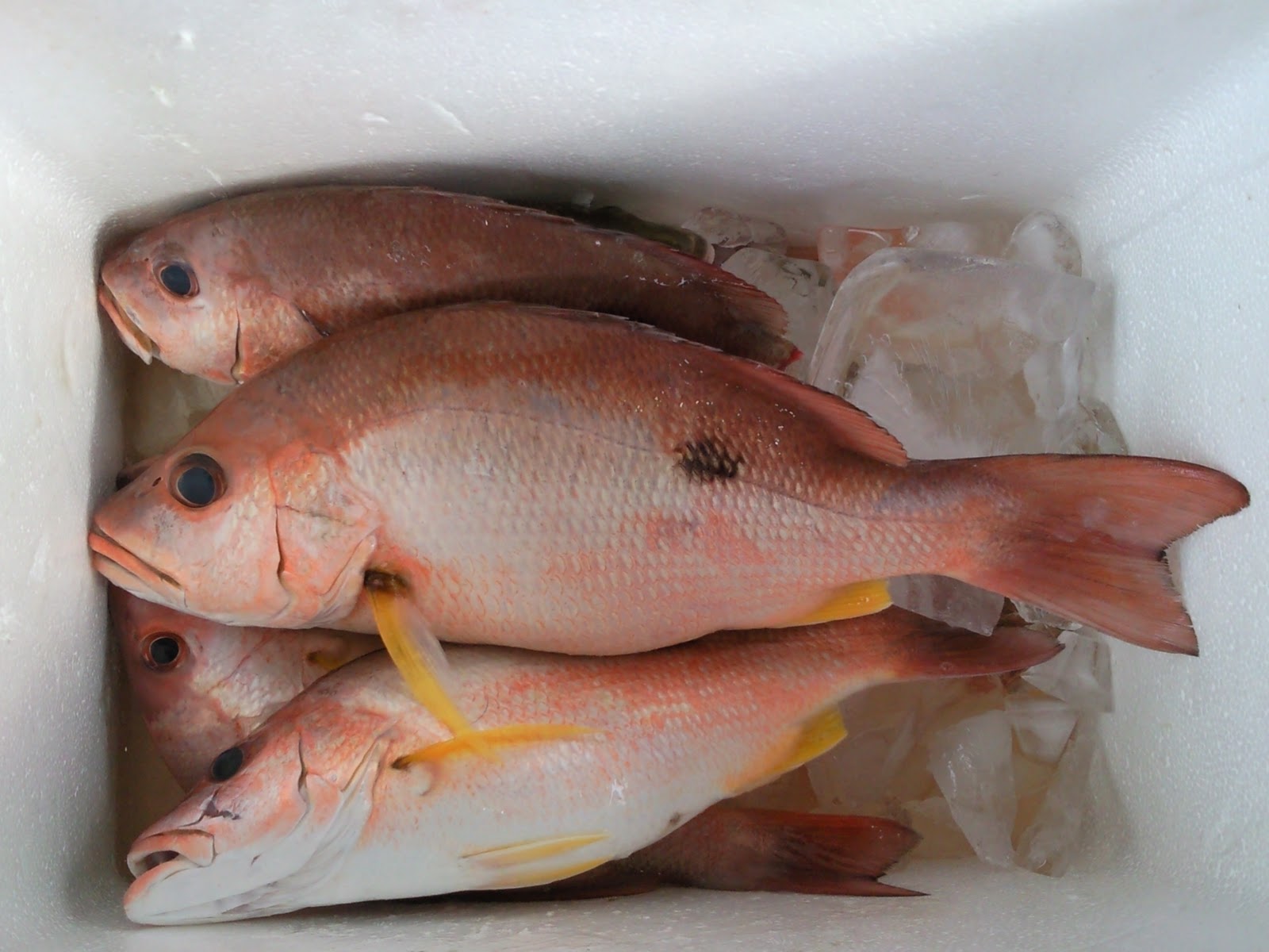 Persatuan Nelayan Kota Putera, Besut Terengganu: Jenis Ikan Popular ...