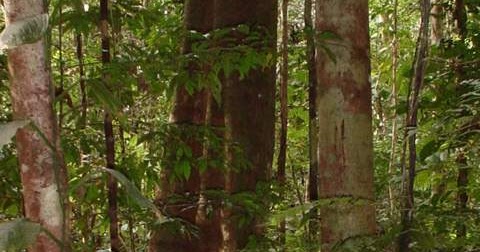 Tentang Kayu Merbau ~ Supplier Kusen Pintu