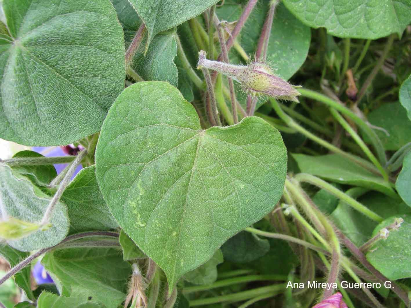 Ecuador: personajes y especies (Galápagos y Continente): Flora de Quito ...