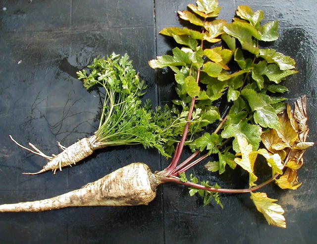 Parsnip - Fruits And Vegetables