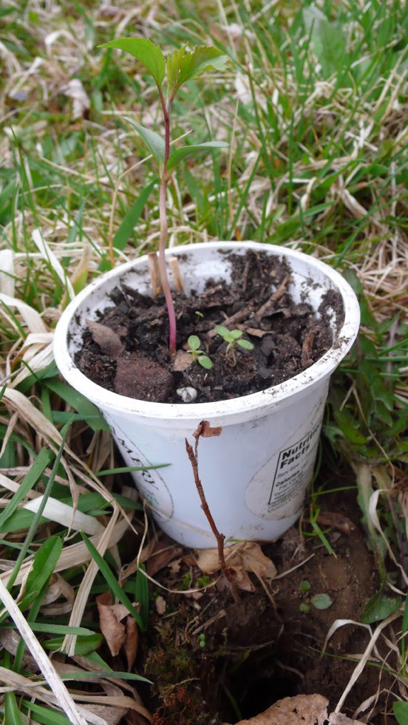 Aron Namenwirth: April 2011