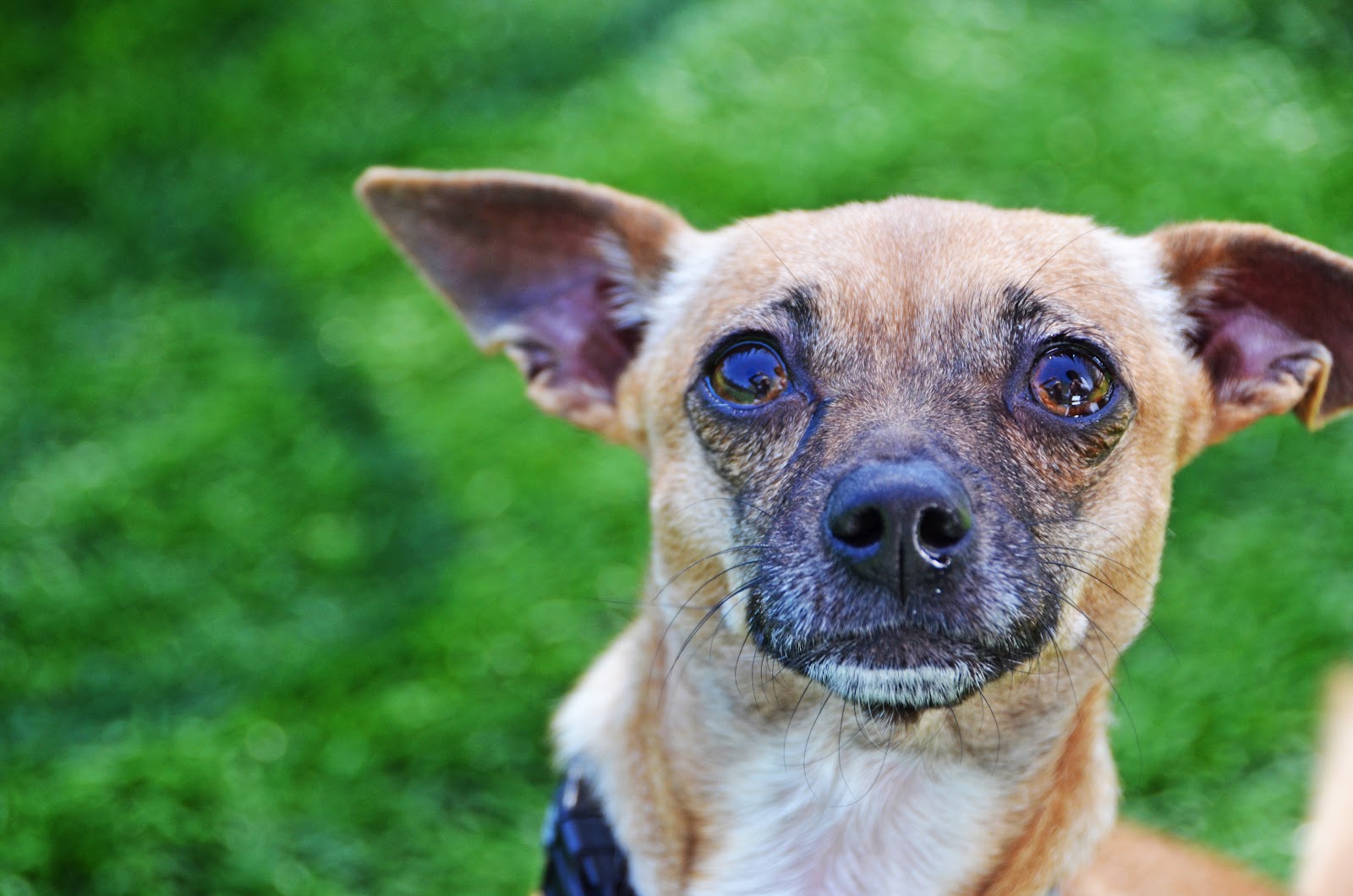 Dogs In the Bubble: Chula - "Que Chula niña" (What a Pretty Girl)