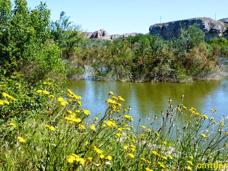 ZANCADAS LIGERAS: Galacho en primavera.