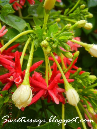 SweetieSaQi: Rangoon Creeper........akar dani