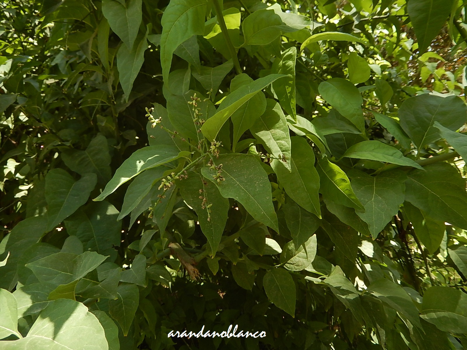 arbustosensevilla-encinarosa: Bosea / Bosea amherstiana / Rodelia ...