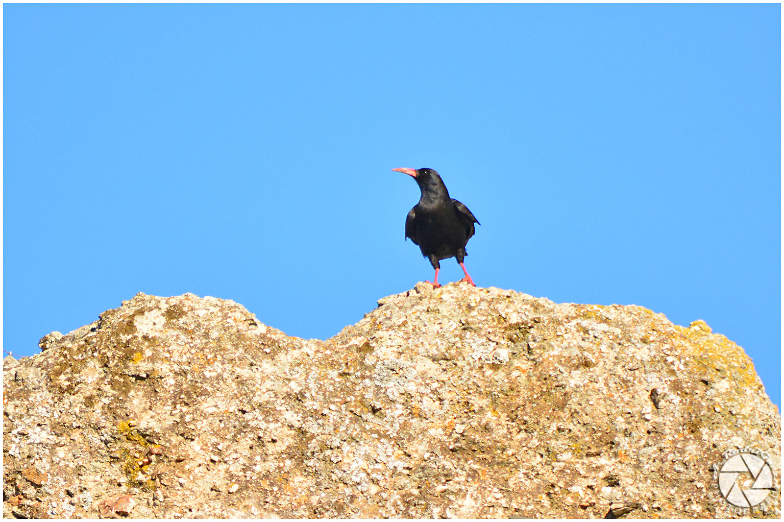Naturaleza y Paisajes de España: Chova piquirroja