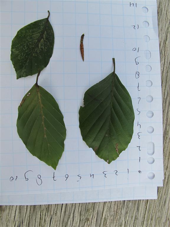 bomengids.nl: 3 soorten beuken