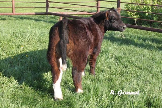 Lautner Farms: Boardwalk Heifer from Raymond Gonnett